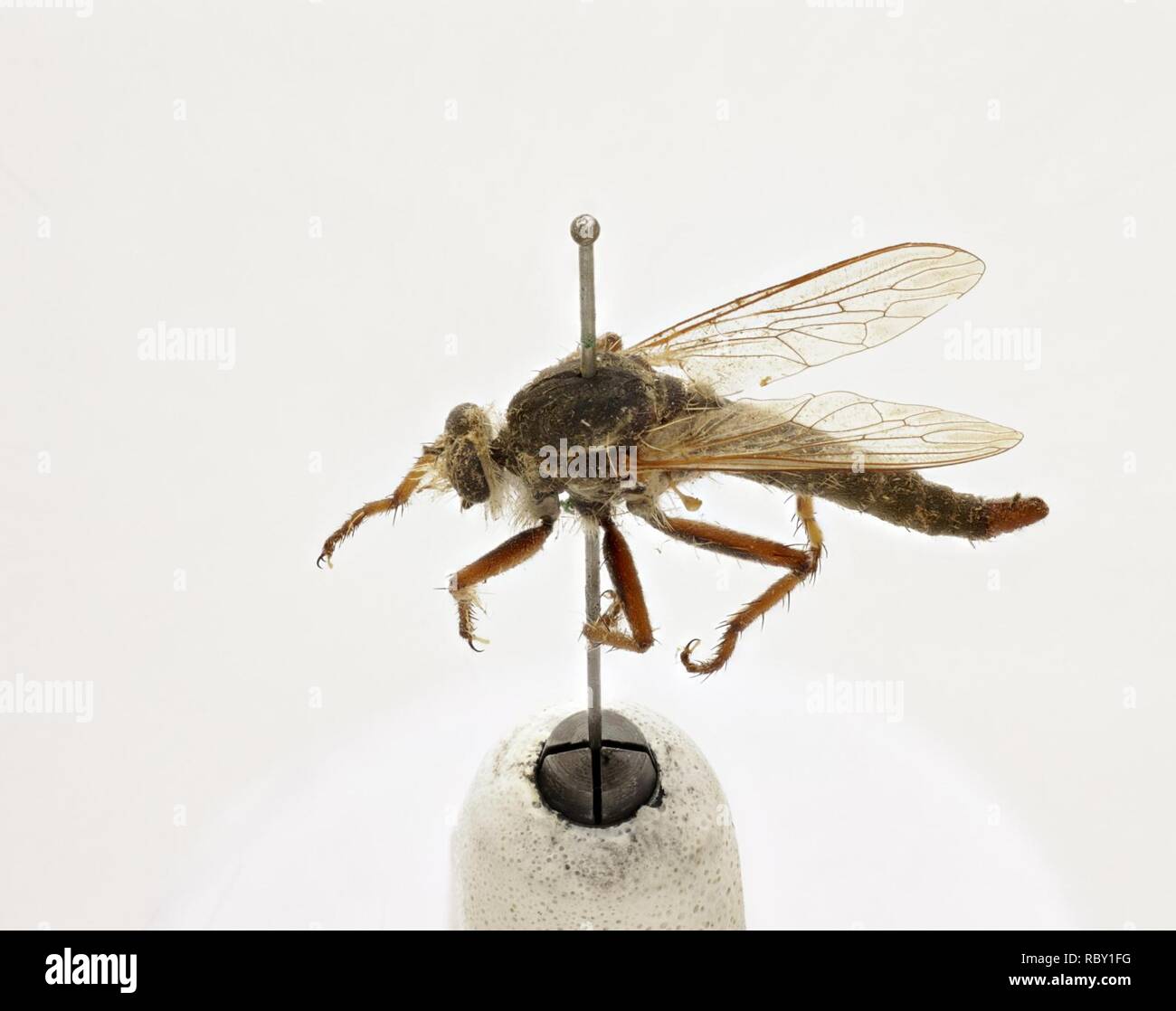 Acanthopleura ravus (Zoosphere 151 103 Stock Photo - Alamy