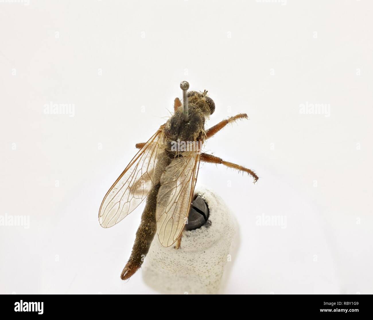 Acanthopleura ravus (Zoosphere 151 119 Stock Photo - Alamy