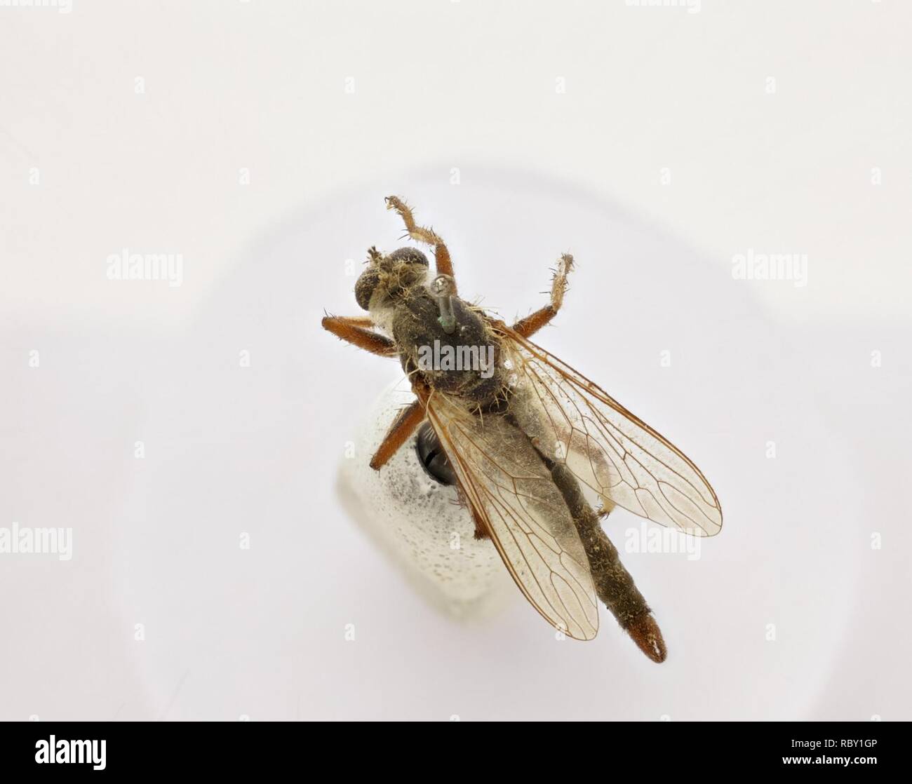 Acanthopleura ravus (Zoosphere 151 129 Stock Photo - Alamy