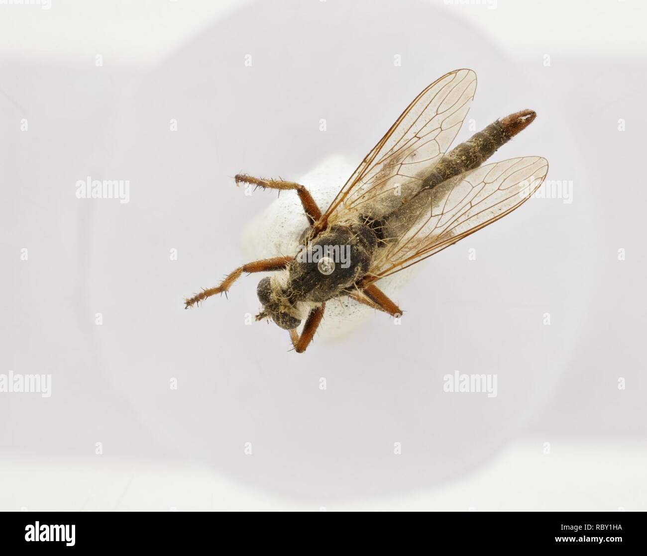 Acanthopleura ravus (Zoosphere 151 138 Stock Photo - Alamy