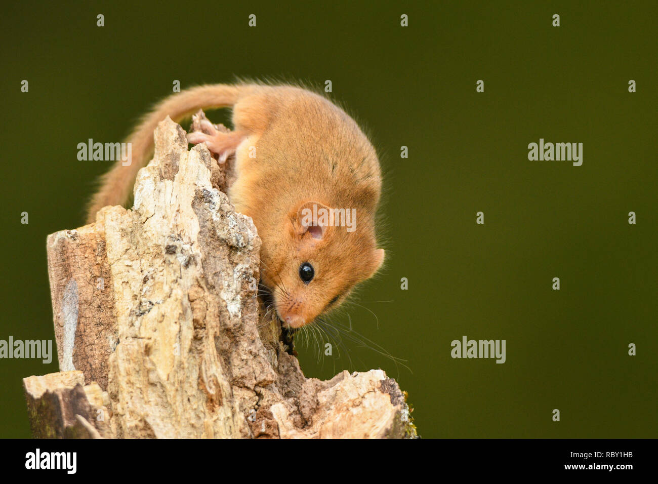 Dormouse hi-res stock photography and images - Alamy