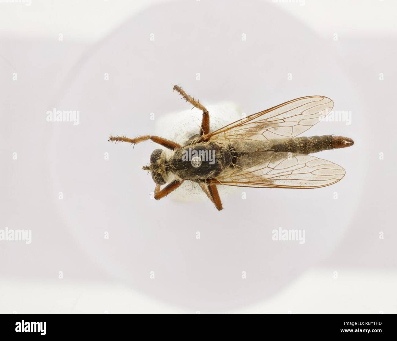 Acanthopleura ravus (Zoosphere 151 139 Stock Photo - Alamy