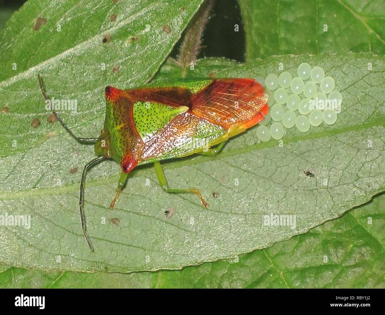 Acanthosoma haemorrhoidale female hi-res stock photography and images ...