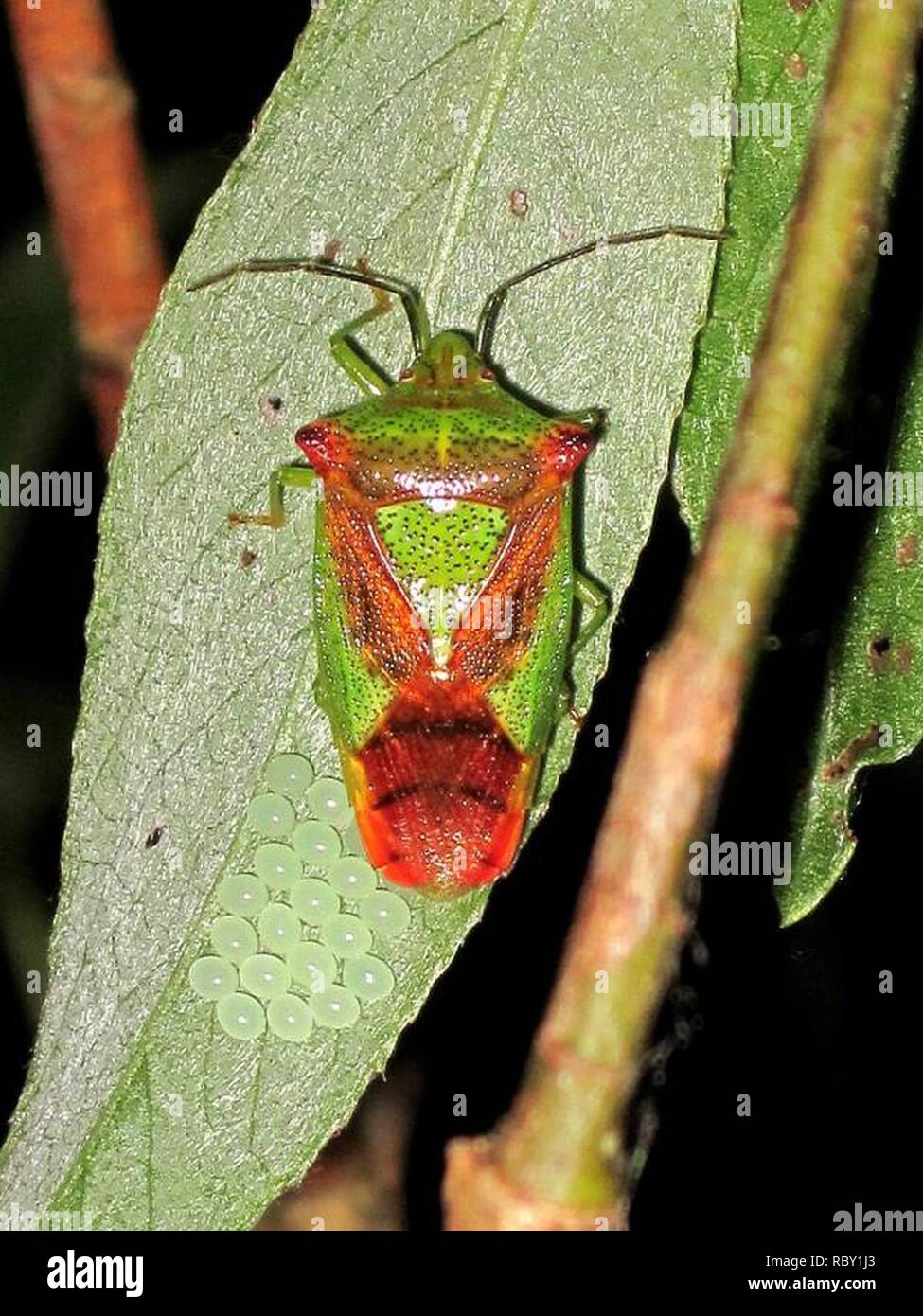 Acanthosoma haemorrhoidale (Hawthorn shield bug) female, Arnhem, the ...