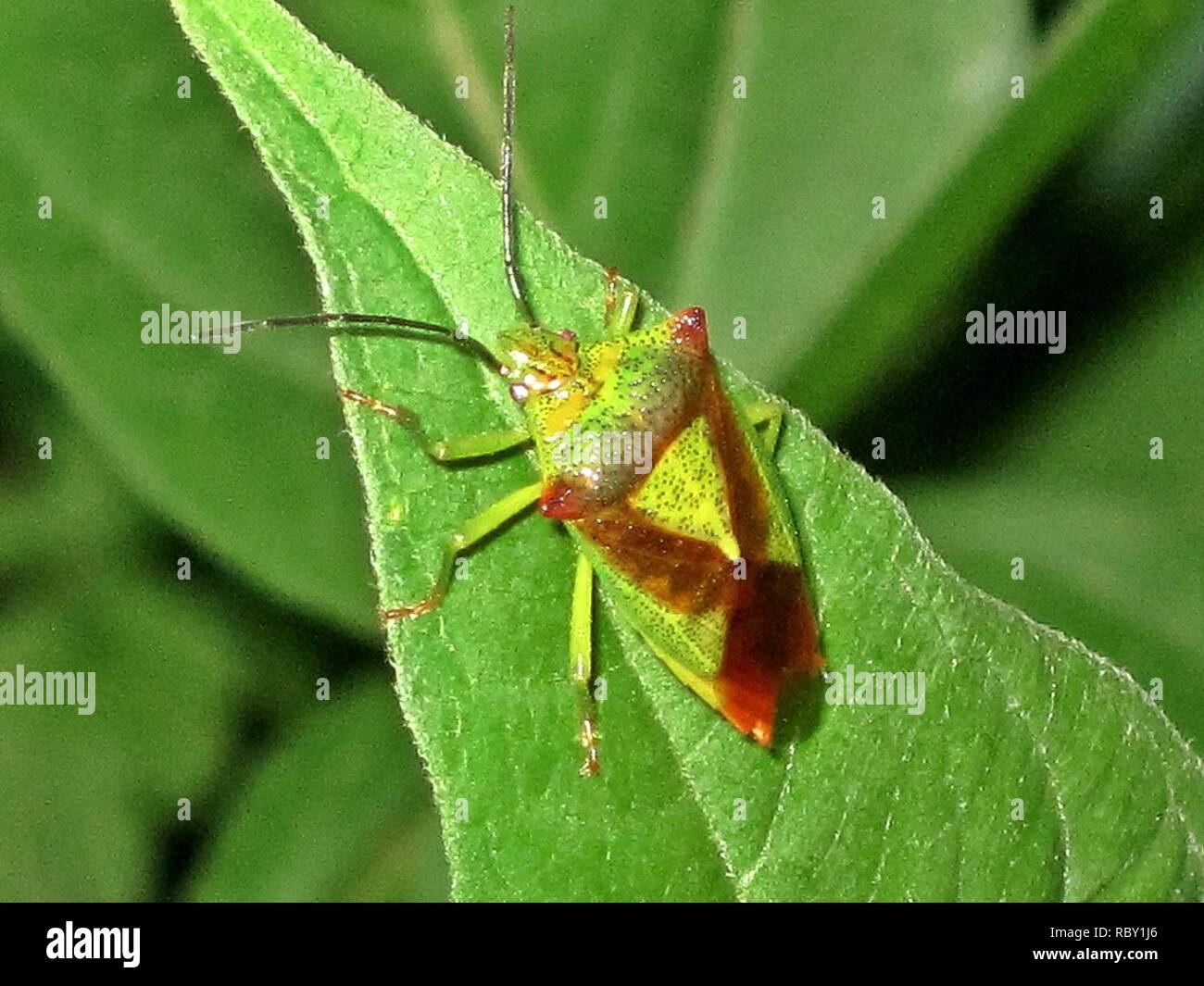 Hawthorn shield hi-res stock photography and images - Alamy