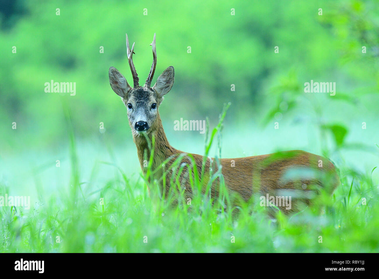 Black roe buck hi-res stock photography and images - Alamy