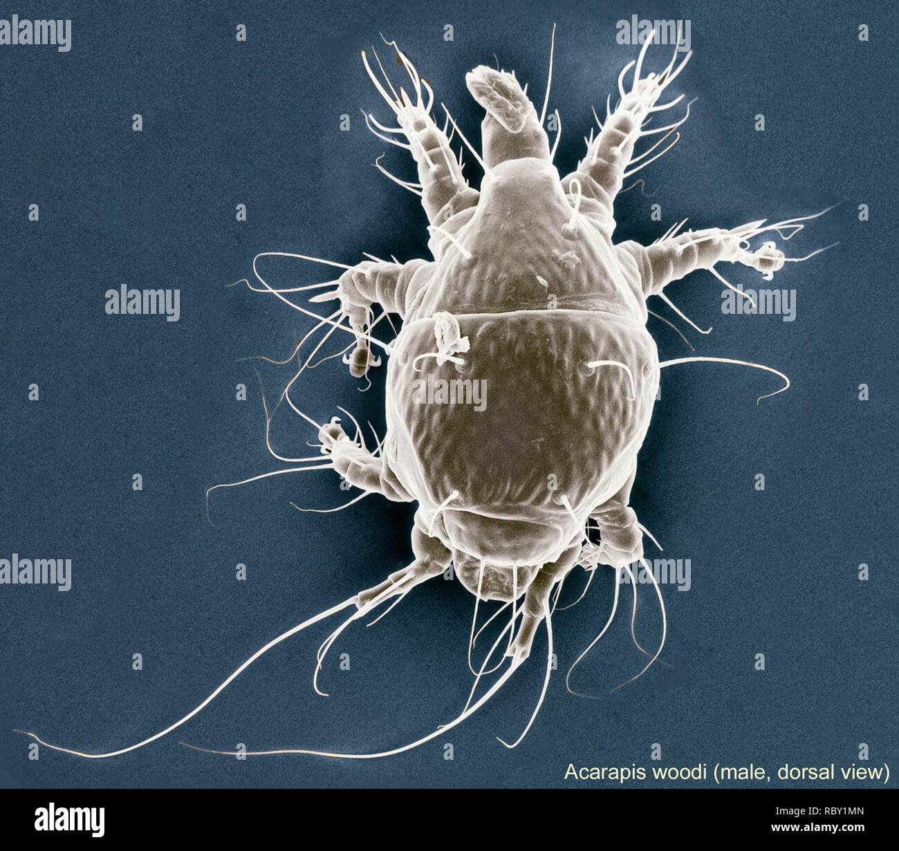 Acarapis-woodi male dors 27975-Tracheal-Mite USDA Stock Photo - Alamy