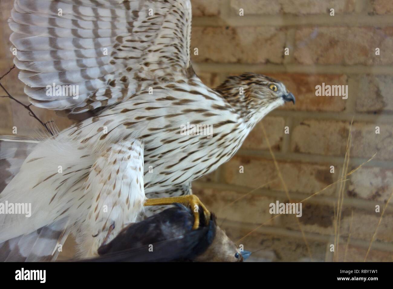 Accipiter cooperii, immature - Fernbank Museum of Natural History ...