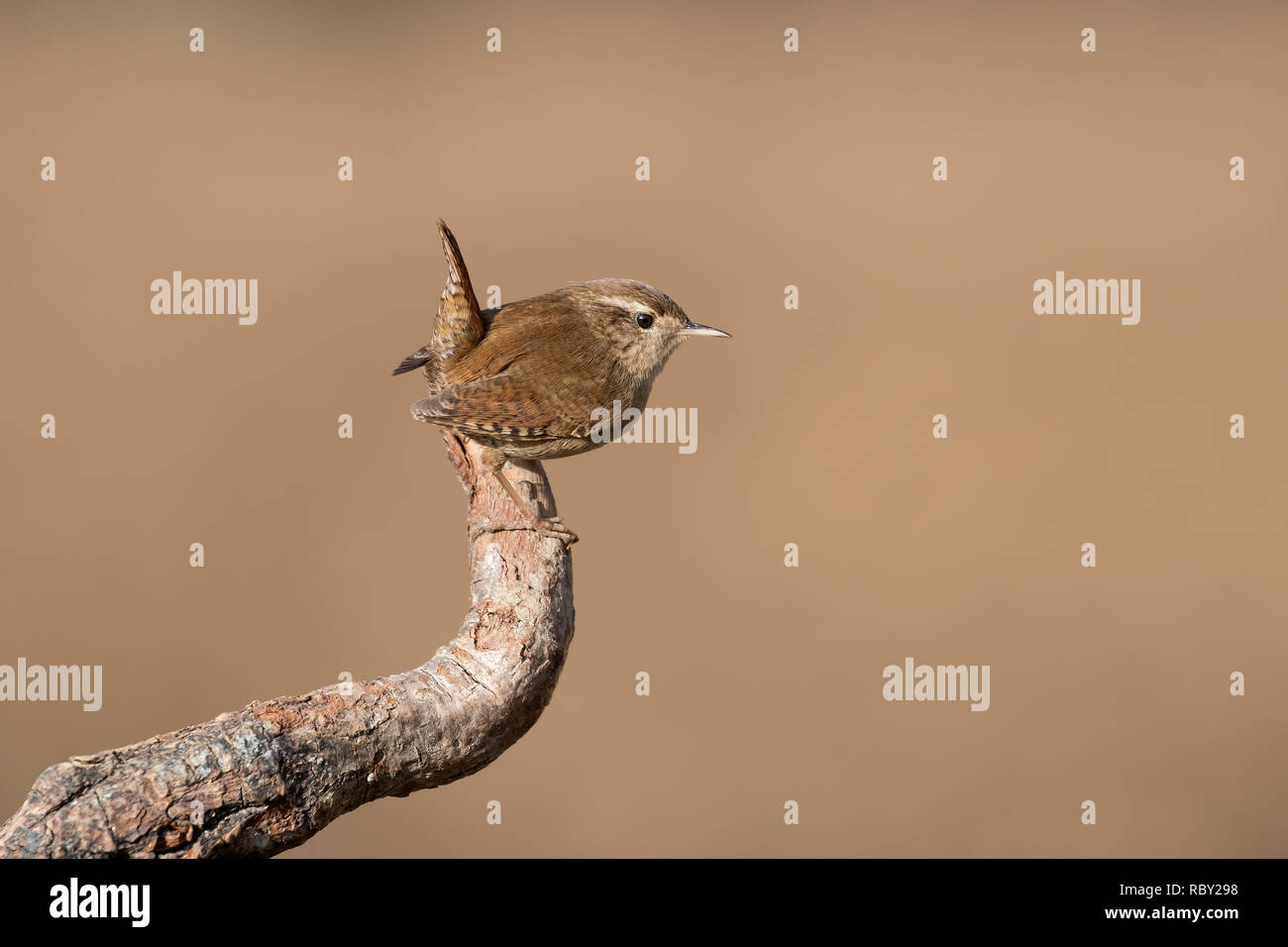 Portrait of a little bird, the eurasian wren (Troglodytes troglodytes ...