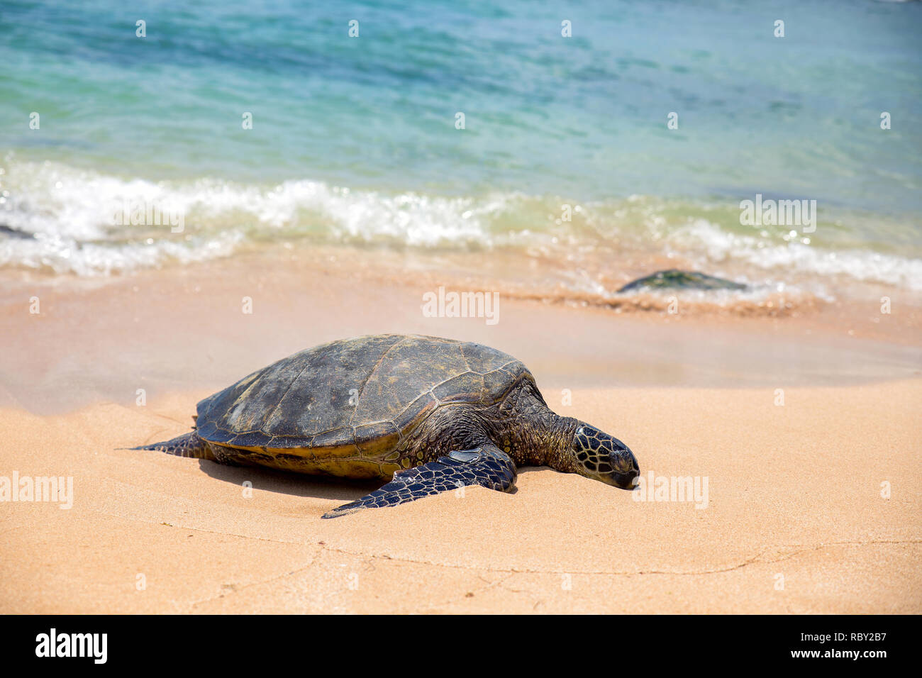 Laniakea hi-res stock photography and images - Alamy