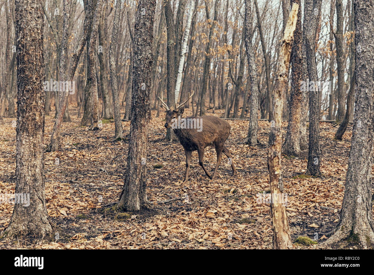 Red deer walking in woodland hi-res stock photography and images - Alamy