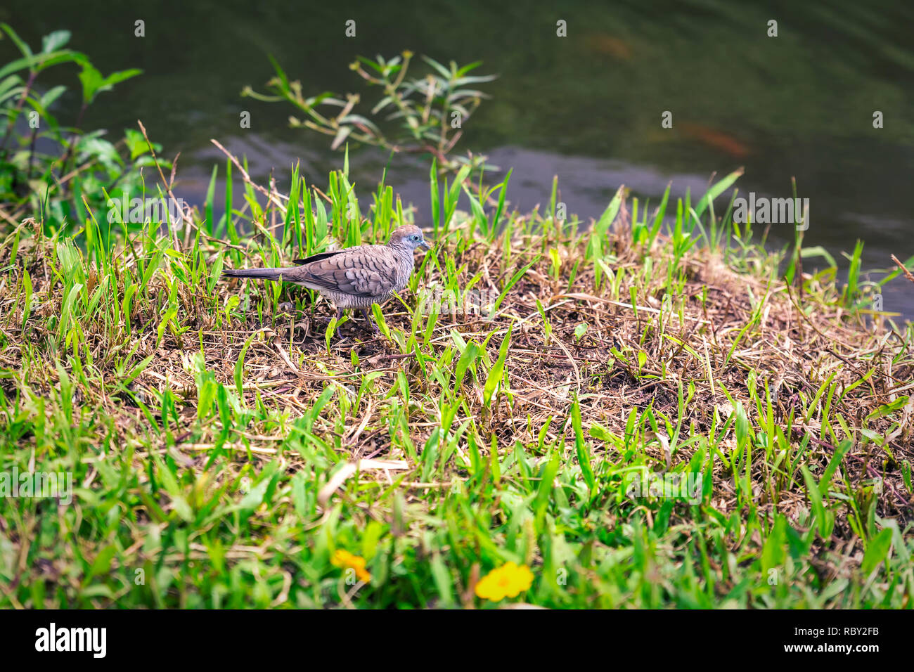 Oahu bird hi-res stock photography and images - Alamy