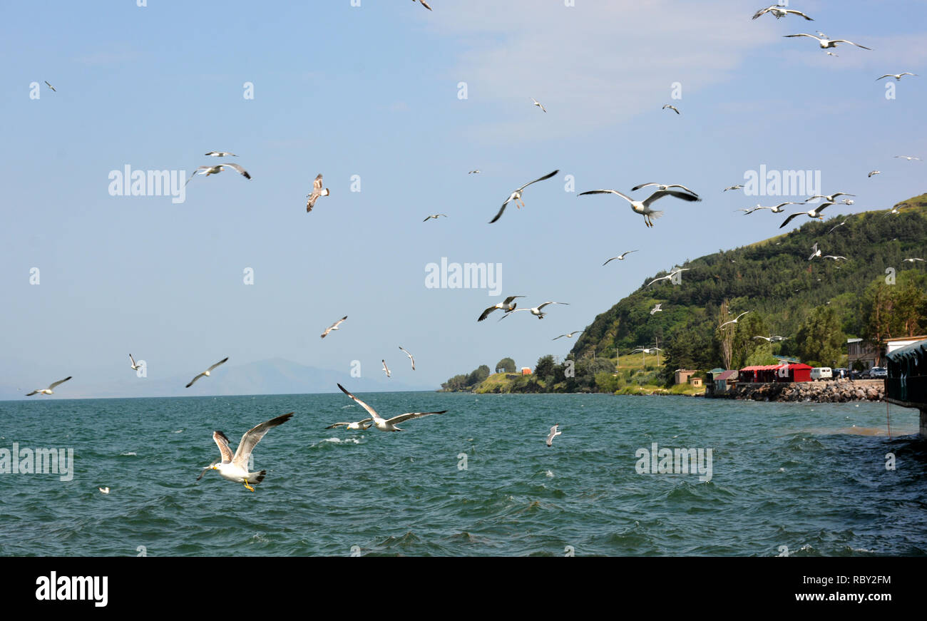 Group flying low above the water hi-res stock photography and images ...
