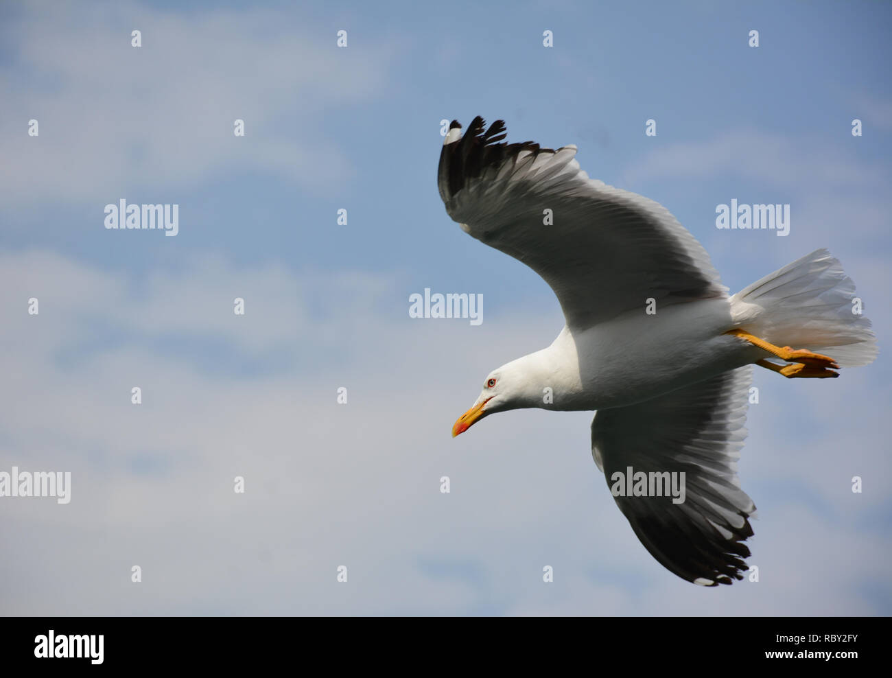 Flying bird wing close up hi-res stock photography and images - Alamy