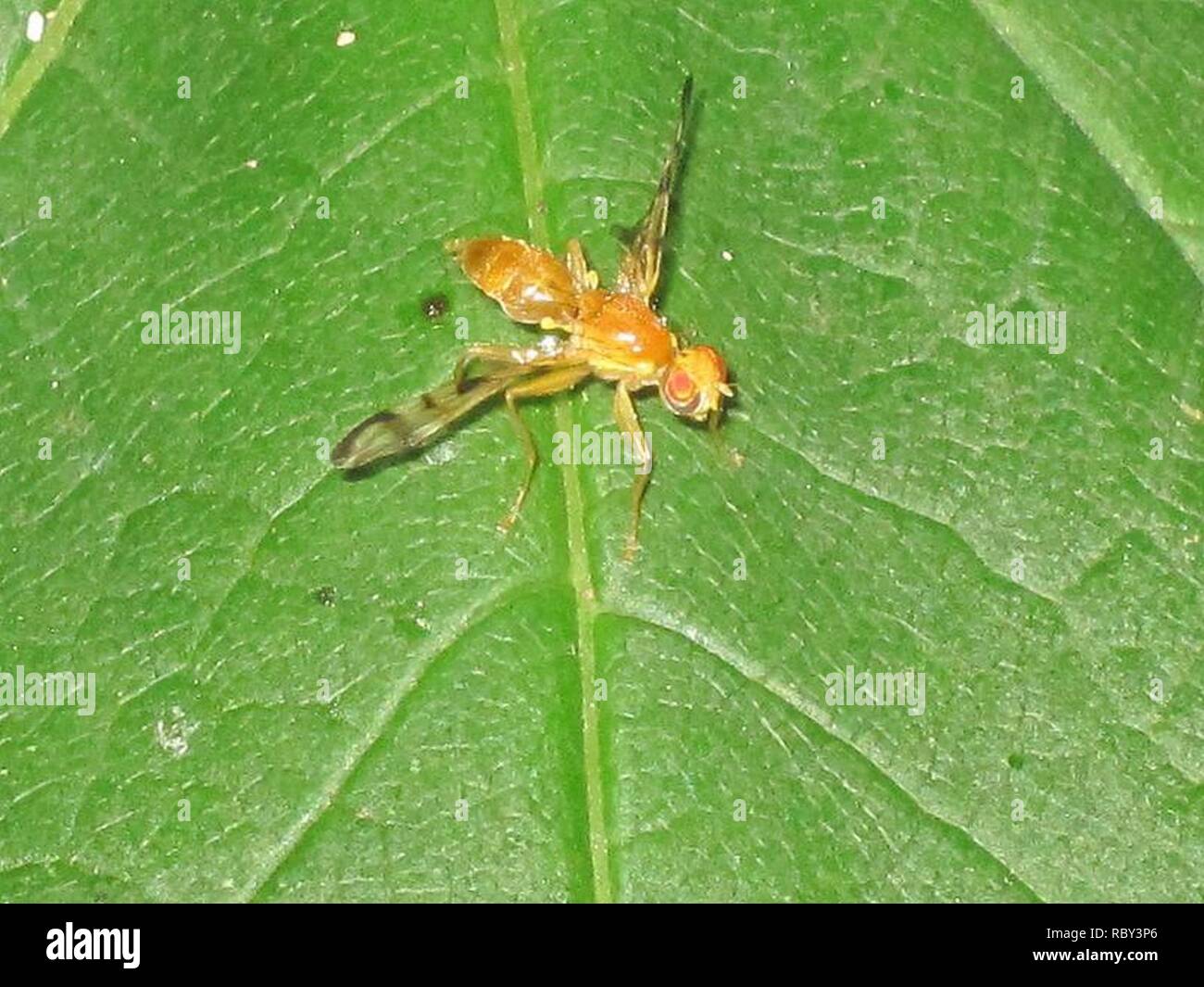 Tephritidae sp hi-res stock photography and images - Alamy