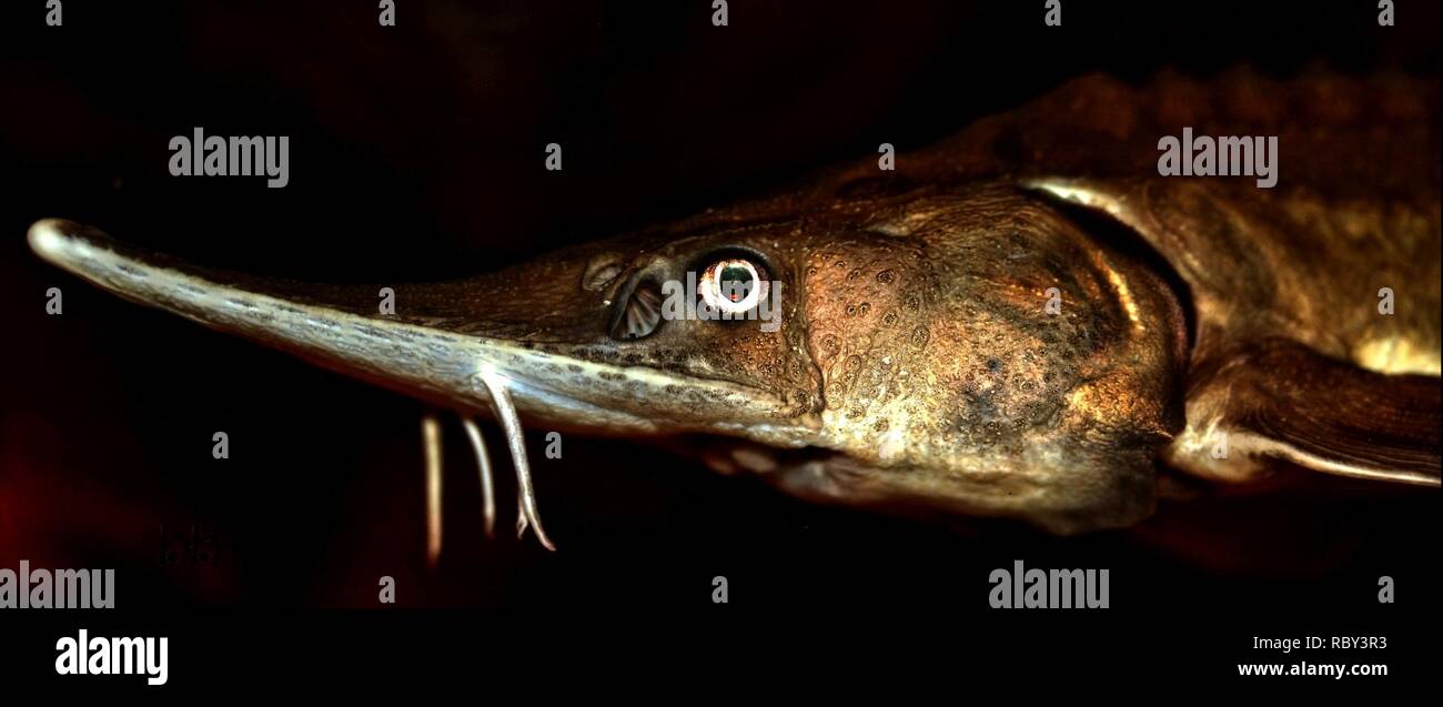 Sterlet acipenser ruthenus hi-res stock photography and images - Alamy