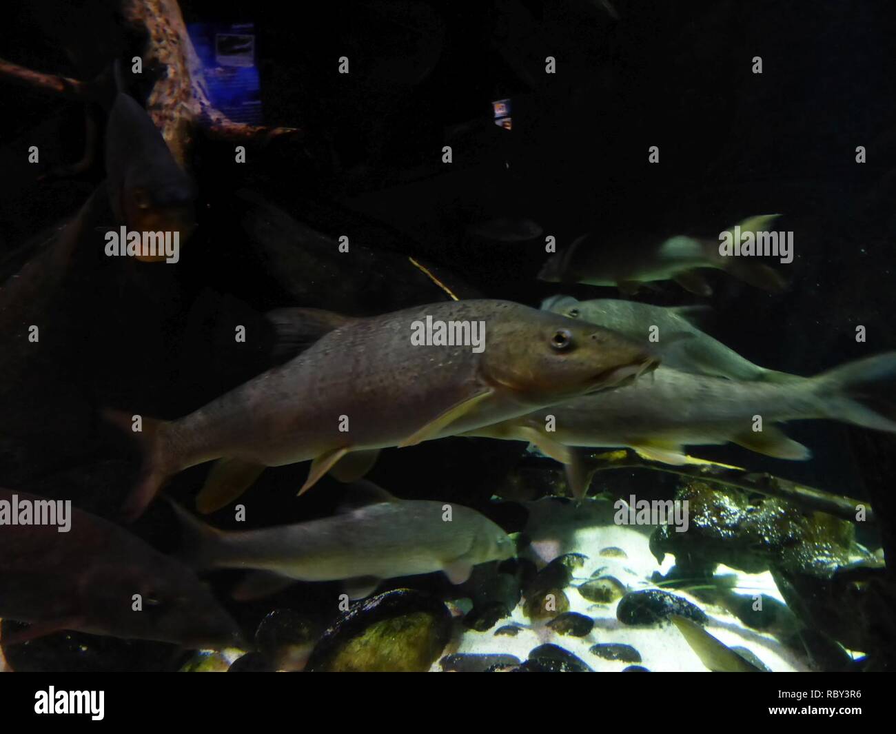 Acipenser ruthenus hi-res stock photography and images - Alamy