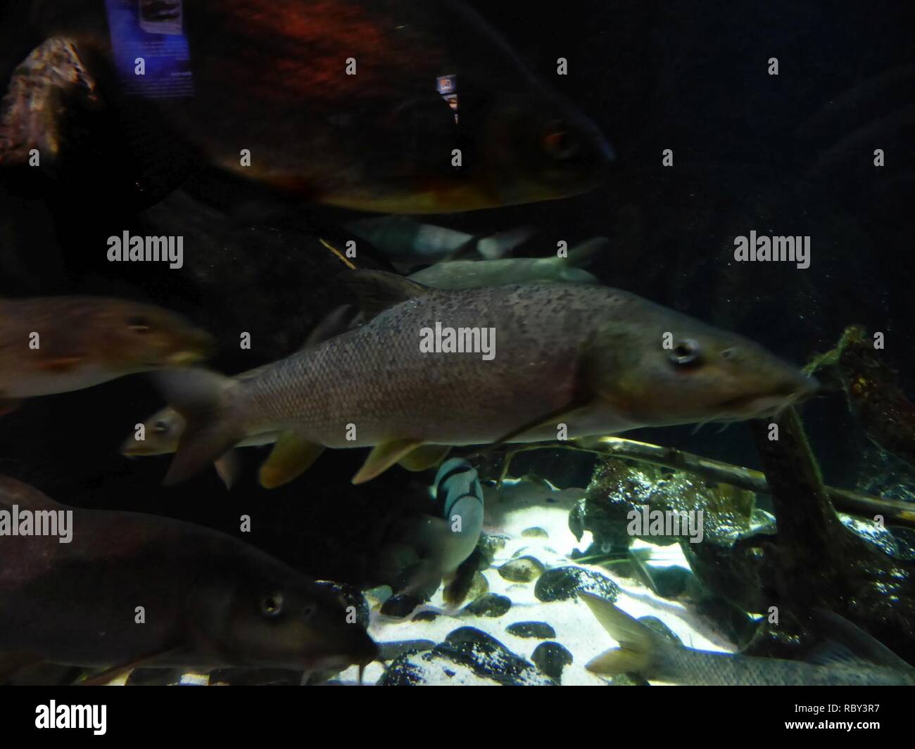 Acipenser ruthenus hi-res stock photography and images - Alamy