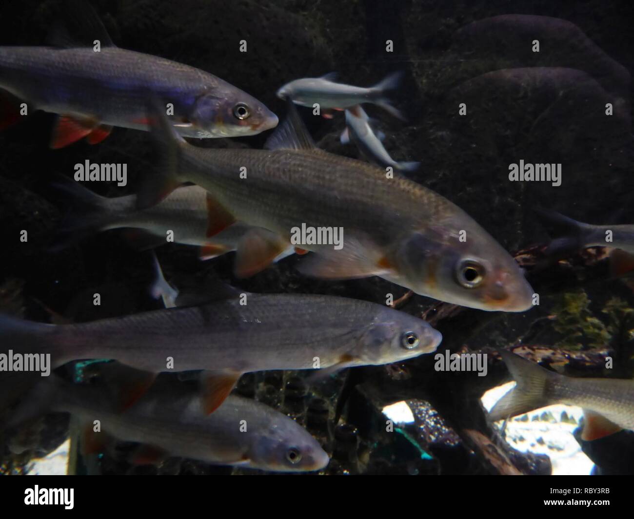 Acipenser ruthenus hi-res stock photography and images - Alamy