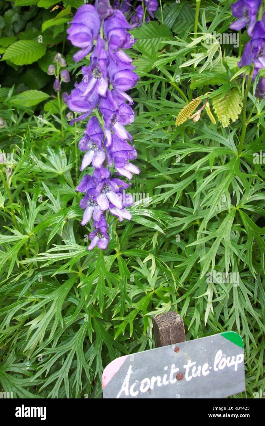 Napel hi-res stock photography and images - Alamy