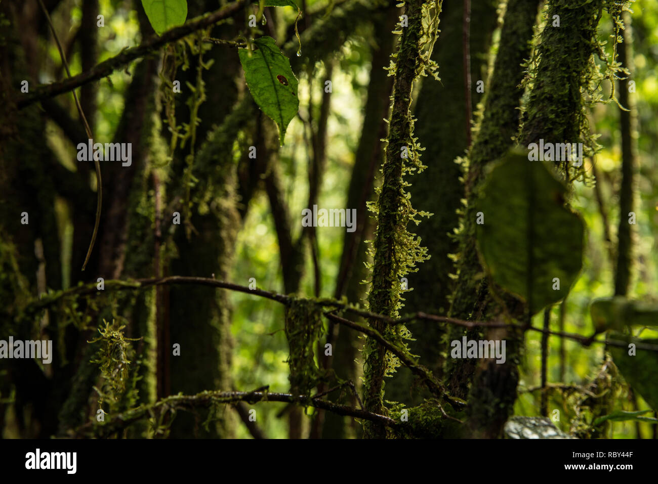 Jungle biodiversity hi-res stock photography and images - Alamy