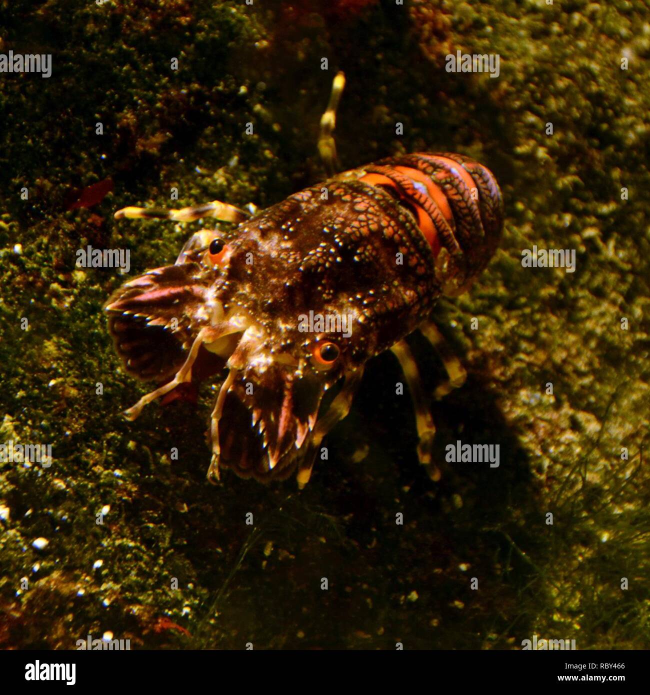 Acquario di Genova 27072015 03 Scyllarus arctus Stock Photo - Alamy