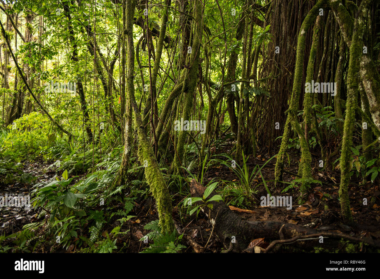 Jungle island hi-res stock photography and images - Alamy