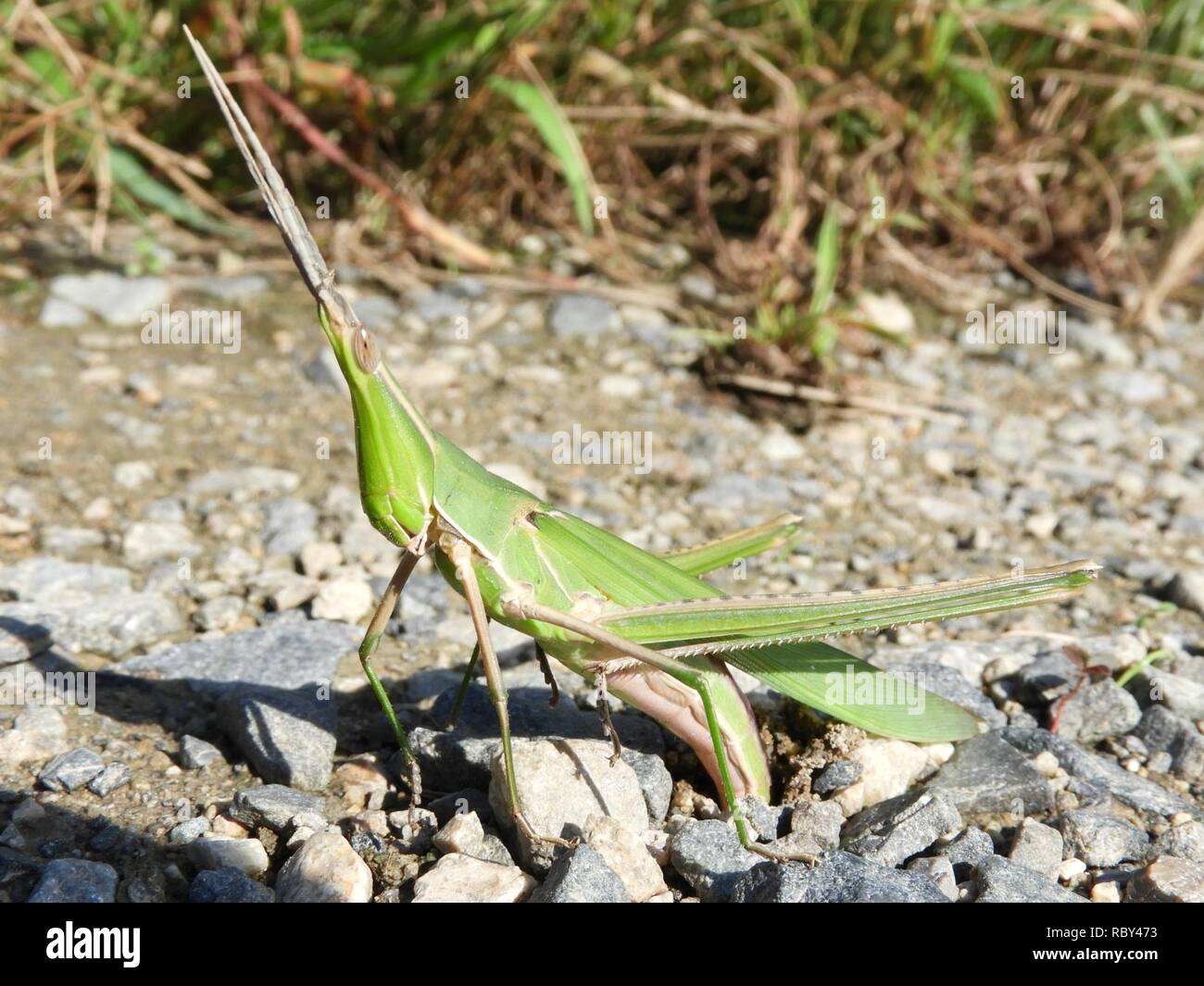 Acrida cinerea hi-res stock photography and images - Alamy