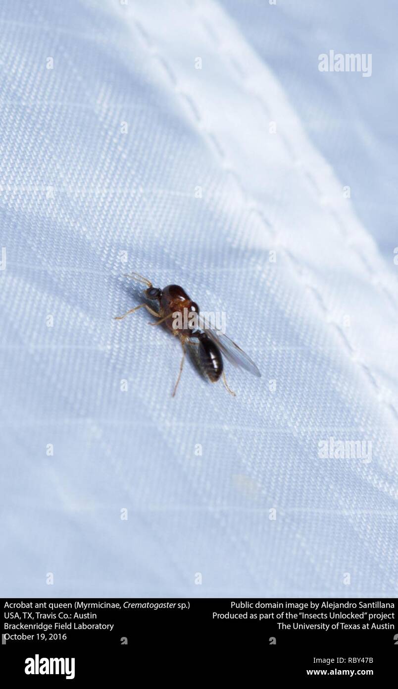 USA, TX, Travis Co.: Austin Brackenridge Field Laboratory 19-x-2016 ...