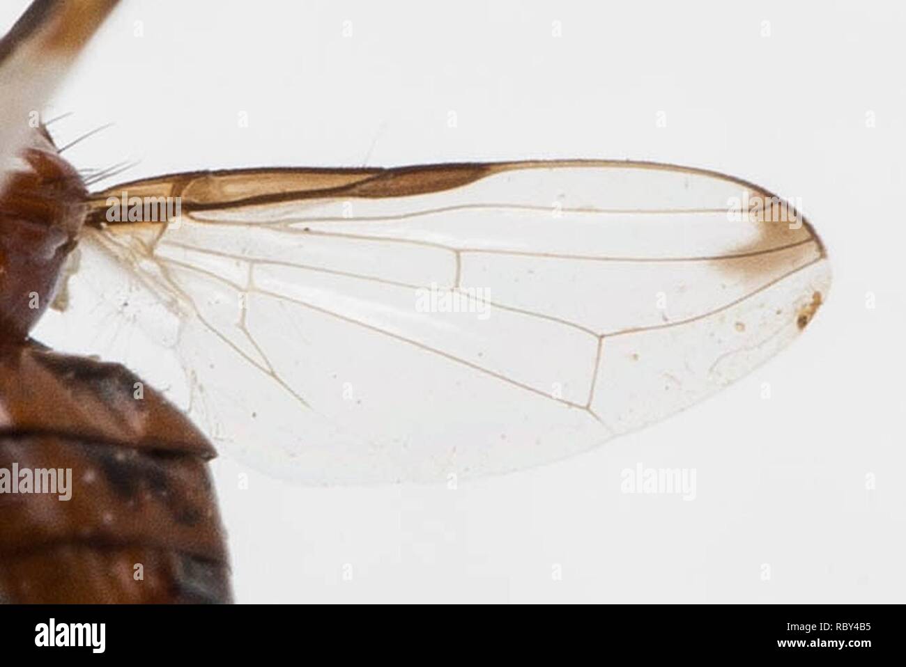 Acrosticta compta wing Stock Photo - Alamy