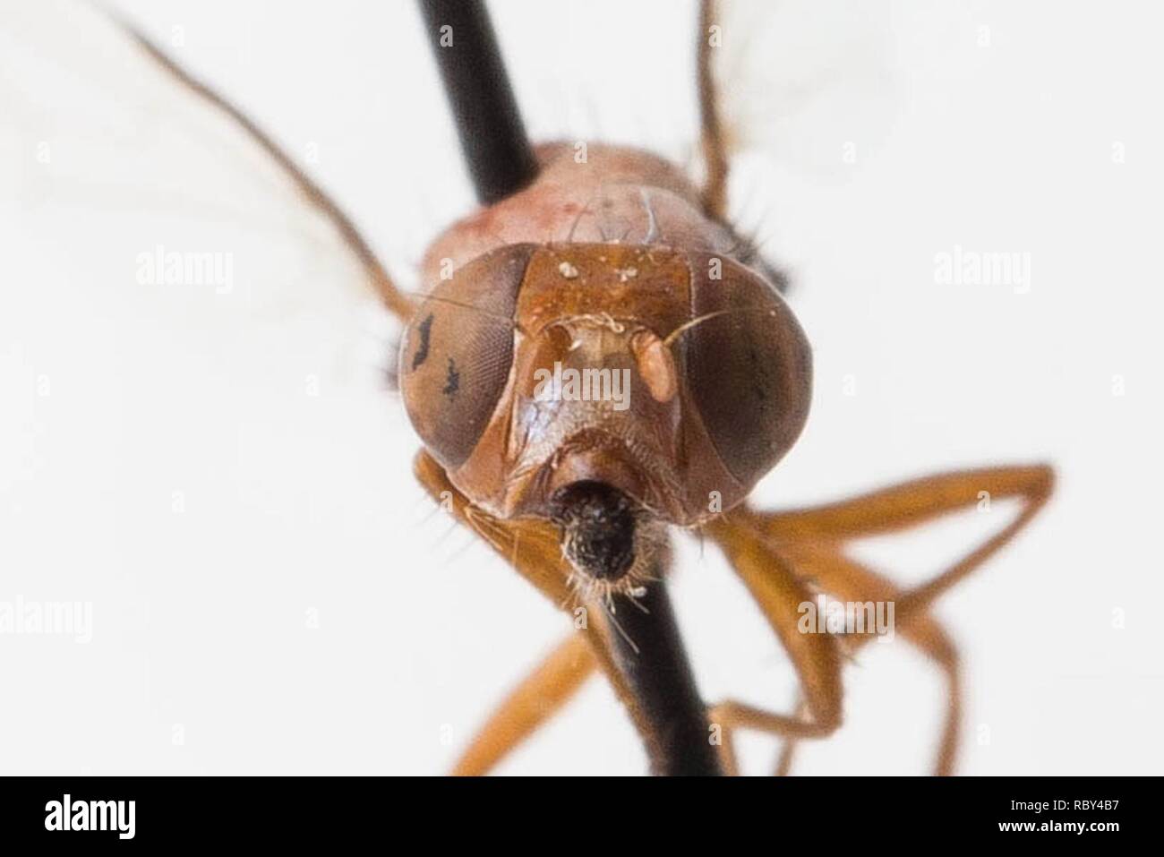 Acrosticta compta, frontal Stock Photo - Alamy