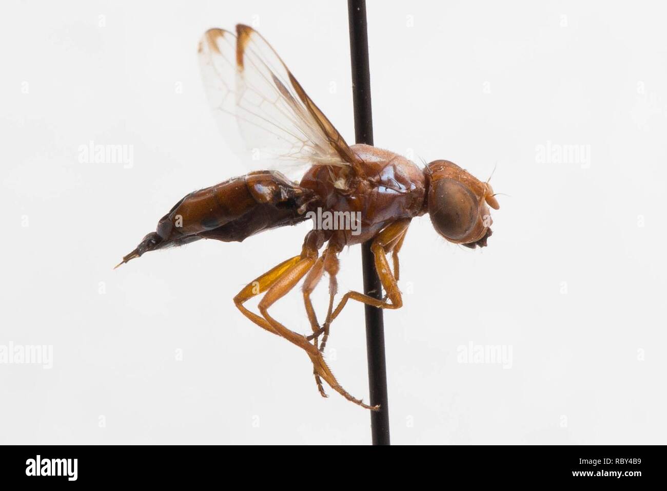 Acrosticta compta, side Stock Photo - Alamy