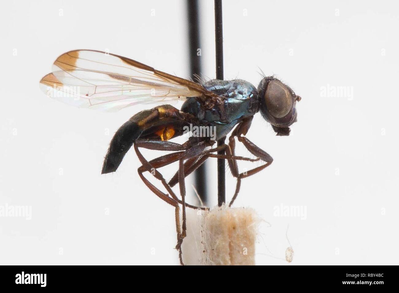 Acrosticta dichroa, side Stock Photo - Alamy