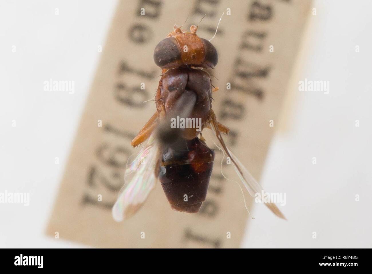 Acrosticta rubida, dorsal Stock Photo - Alamy