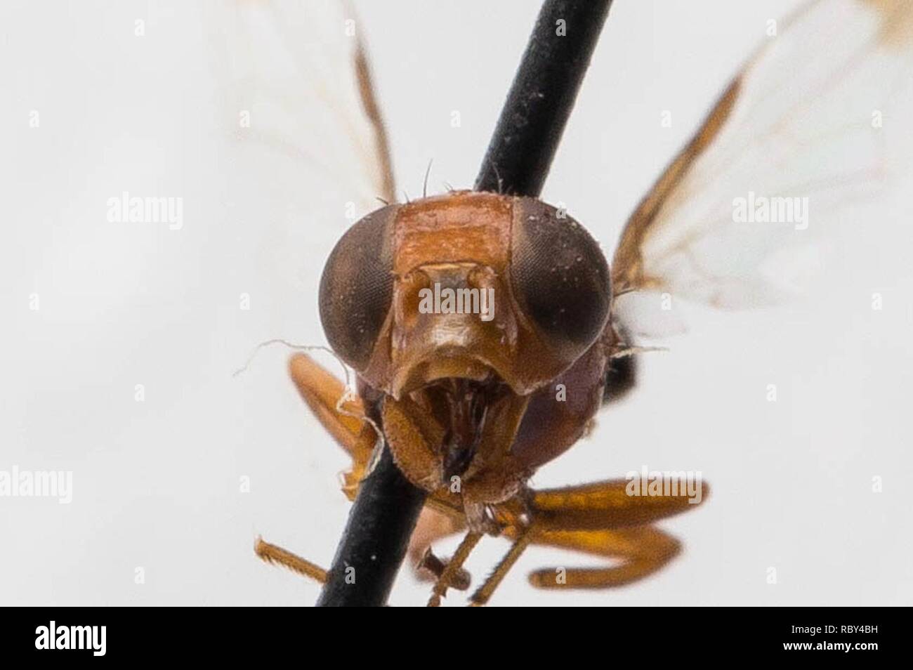 Acrosticta rubida, frontal Stock Photo - Alamy