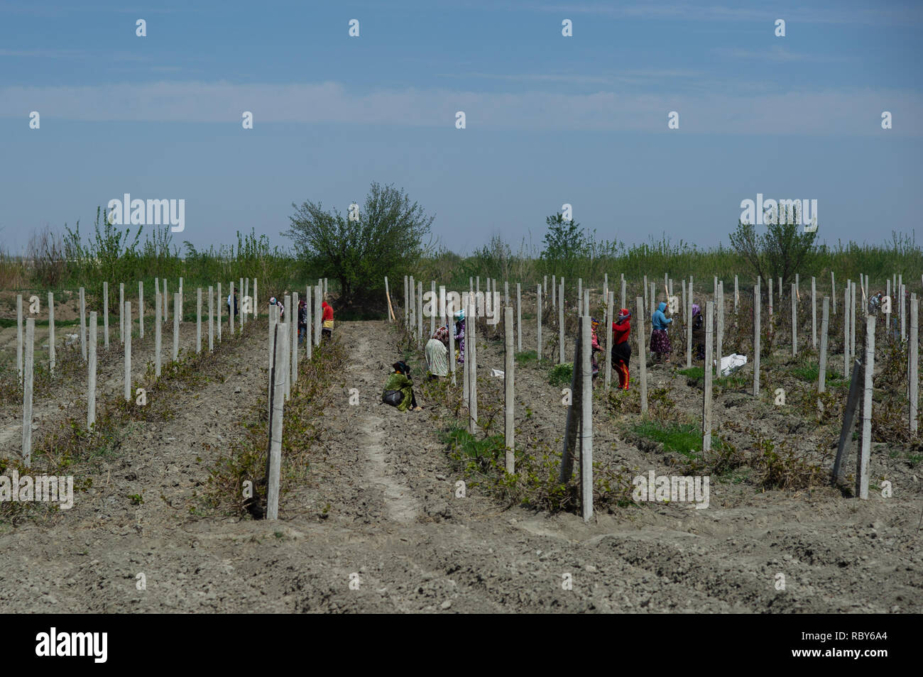 Farmers planting crops hi-res stock photography and images - Alamy