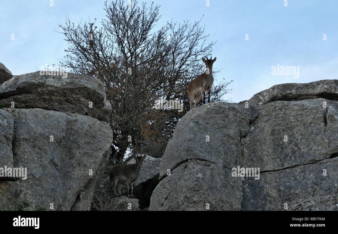 Capra hispanica hi-res stock photography and images - Alamy
