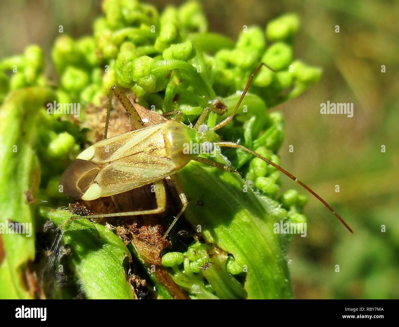 Adelphocoris lineolatus hi-res stock photography and images - Alamy