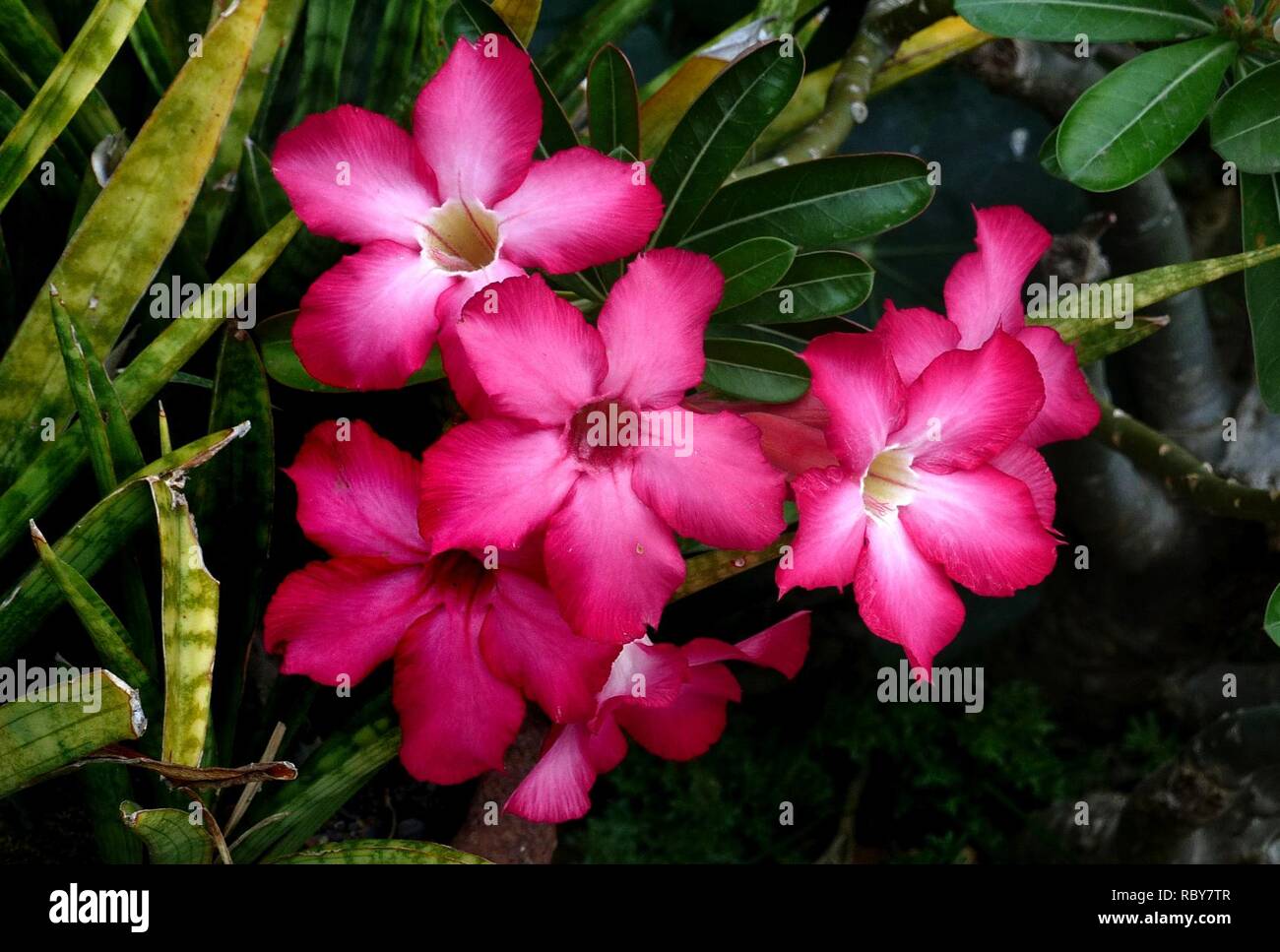 Adenium collection hi-res stock photography and images - Alamy