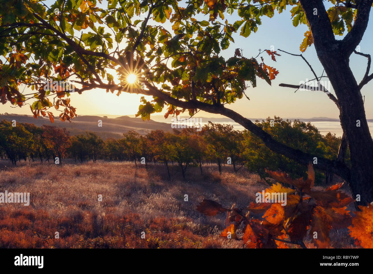 Morning view of the valley and forest with sun shining through the tree ...