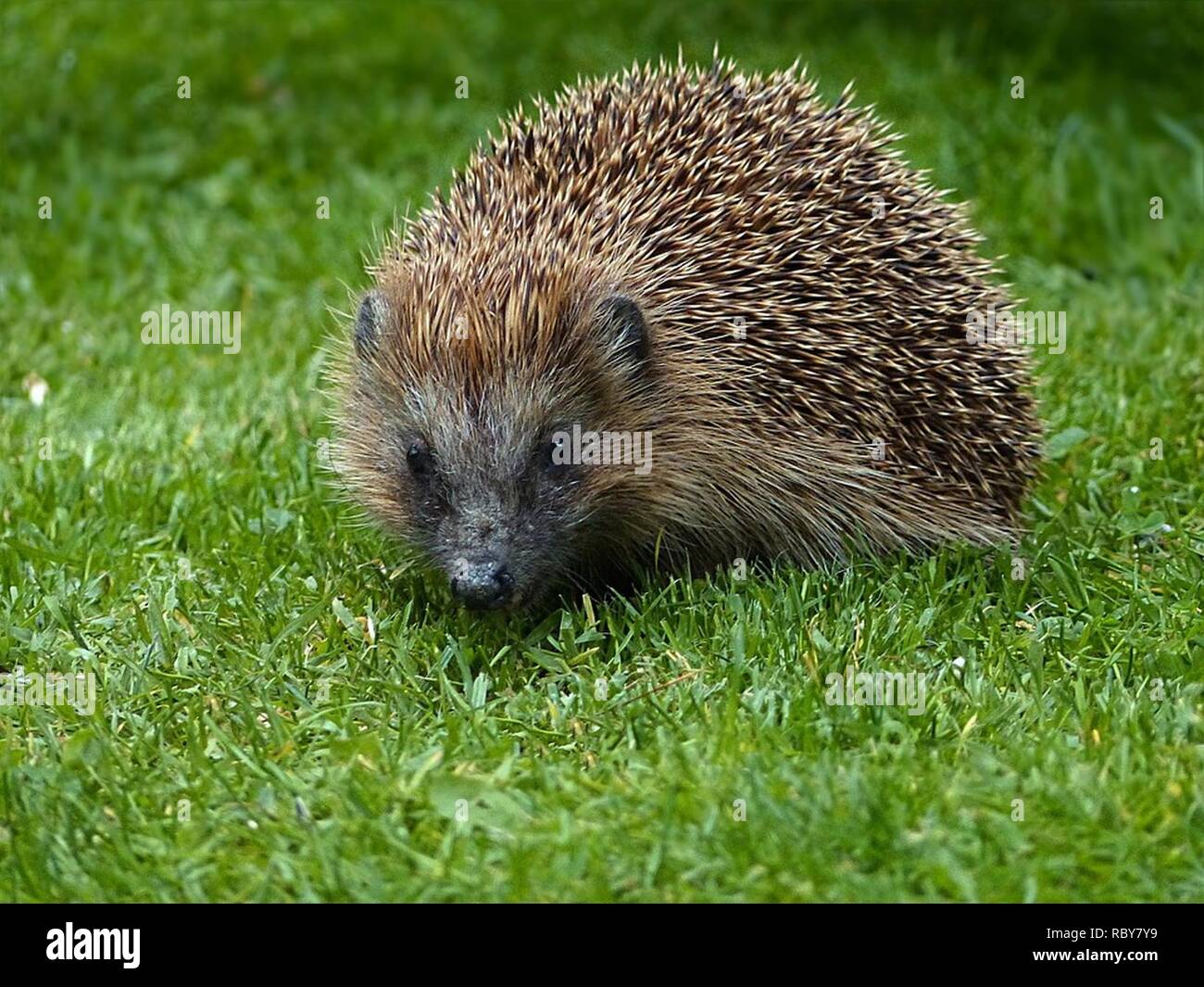 Kirpi hi-res stock photography and images - Alamy