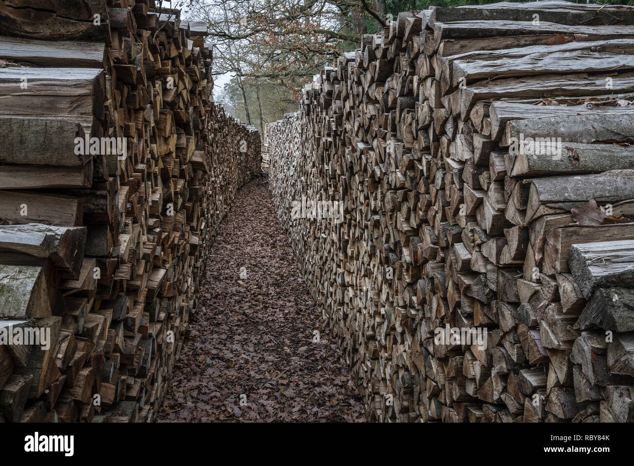 Firewood stacked for drying in the woods Stock Photo - Alamy