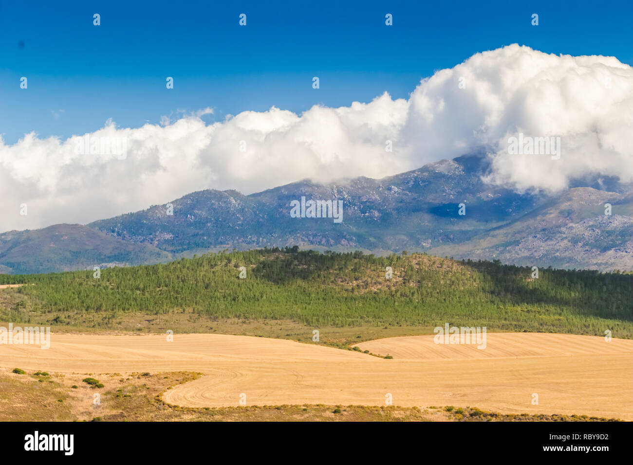 Wheat fields and cloud covered mountain near Swellendam Stock Photo - Alamy