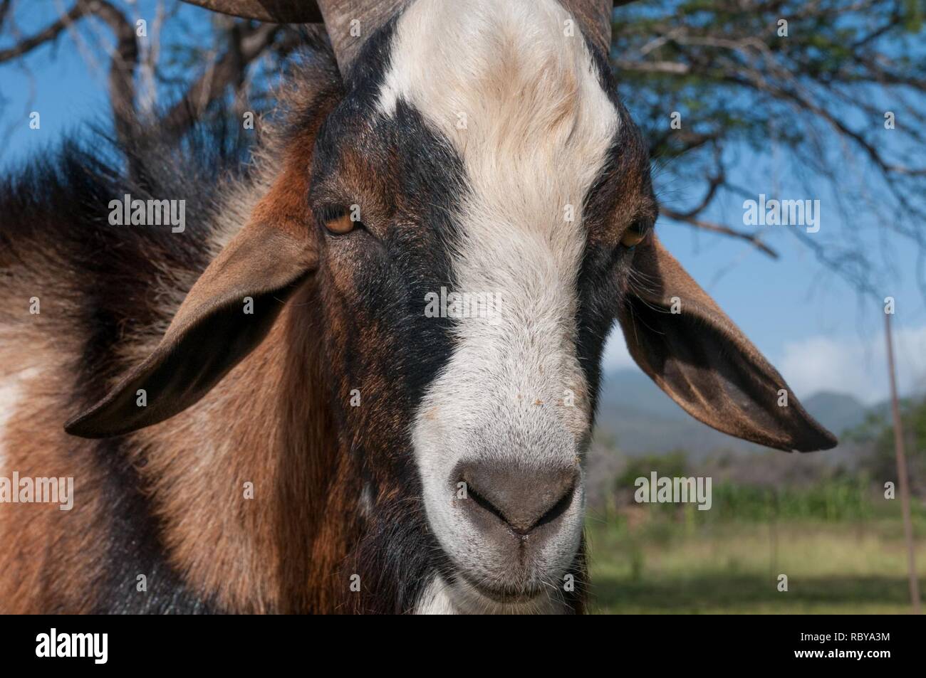 Adult goat face Stock Photo - Alamy