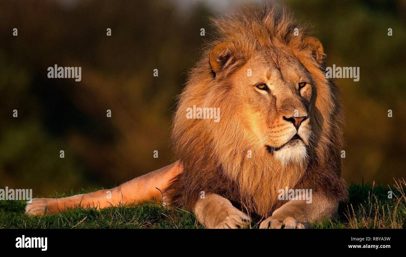 Adult Male Lion Stock Photo - Alamy