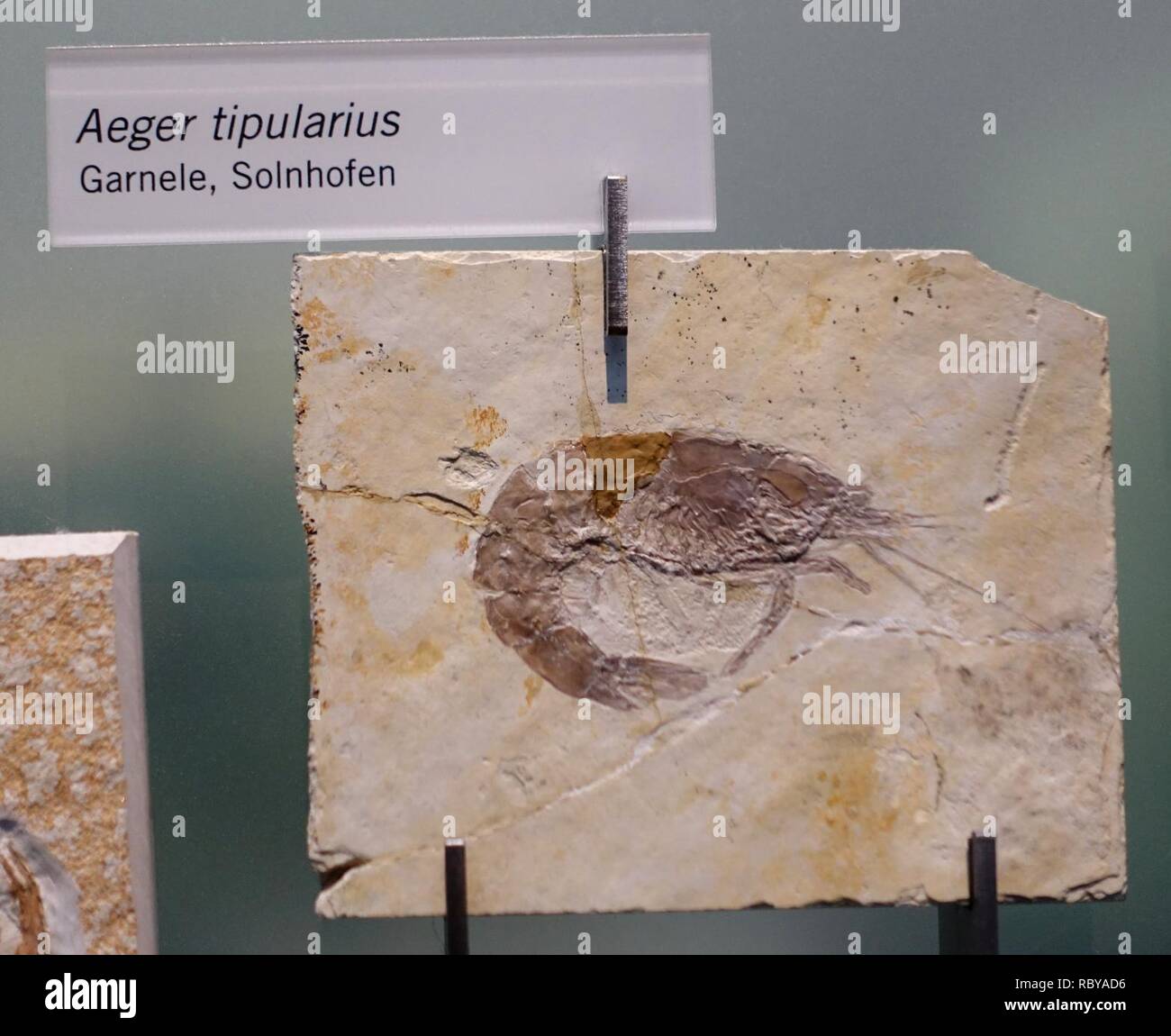 Aeger tipularius - Museum fur Naturkunde, Berlin - DSC00036 Stock Photo ...