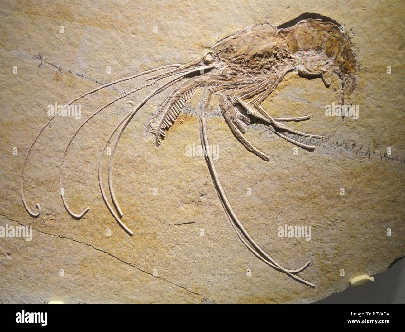 Aeger tipularius, shrimp, Late Late Jurassic, Tithonian Age, Solnhofen ...