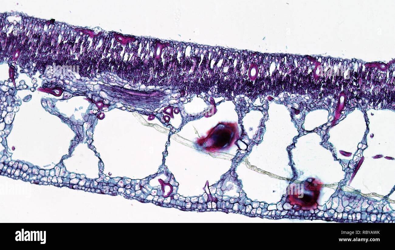 Aerenchyma hi-res stock photography and images - Alamy
