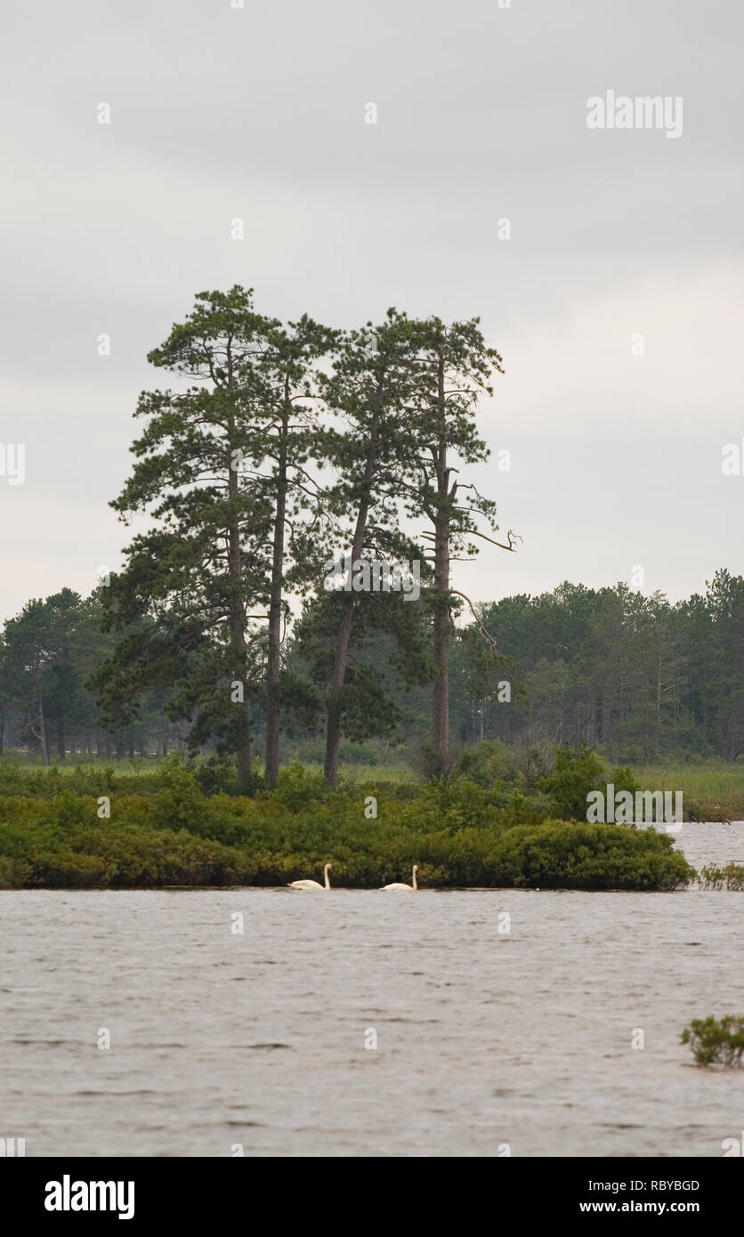 Seney National Wildlife Refuge, Michigan Stock Photo - Alamy