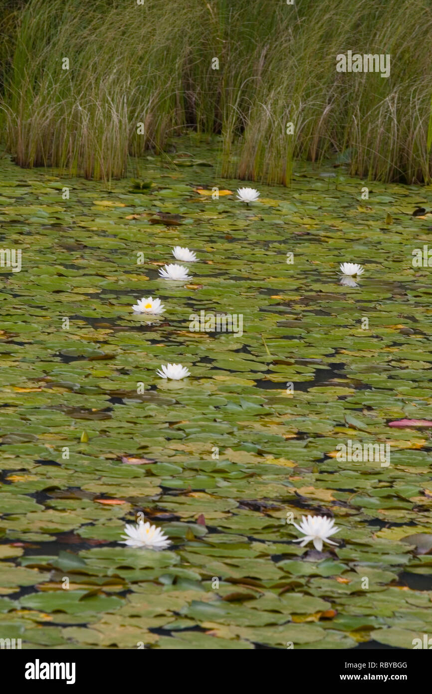 Seney wildlife hi-res stock photography and images - Alamy